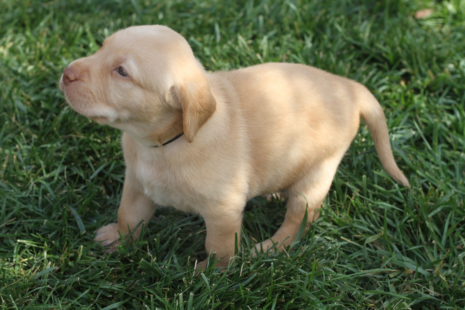 The Shupeville Zoo: Four week old pictures
