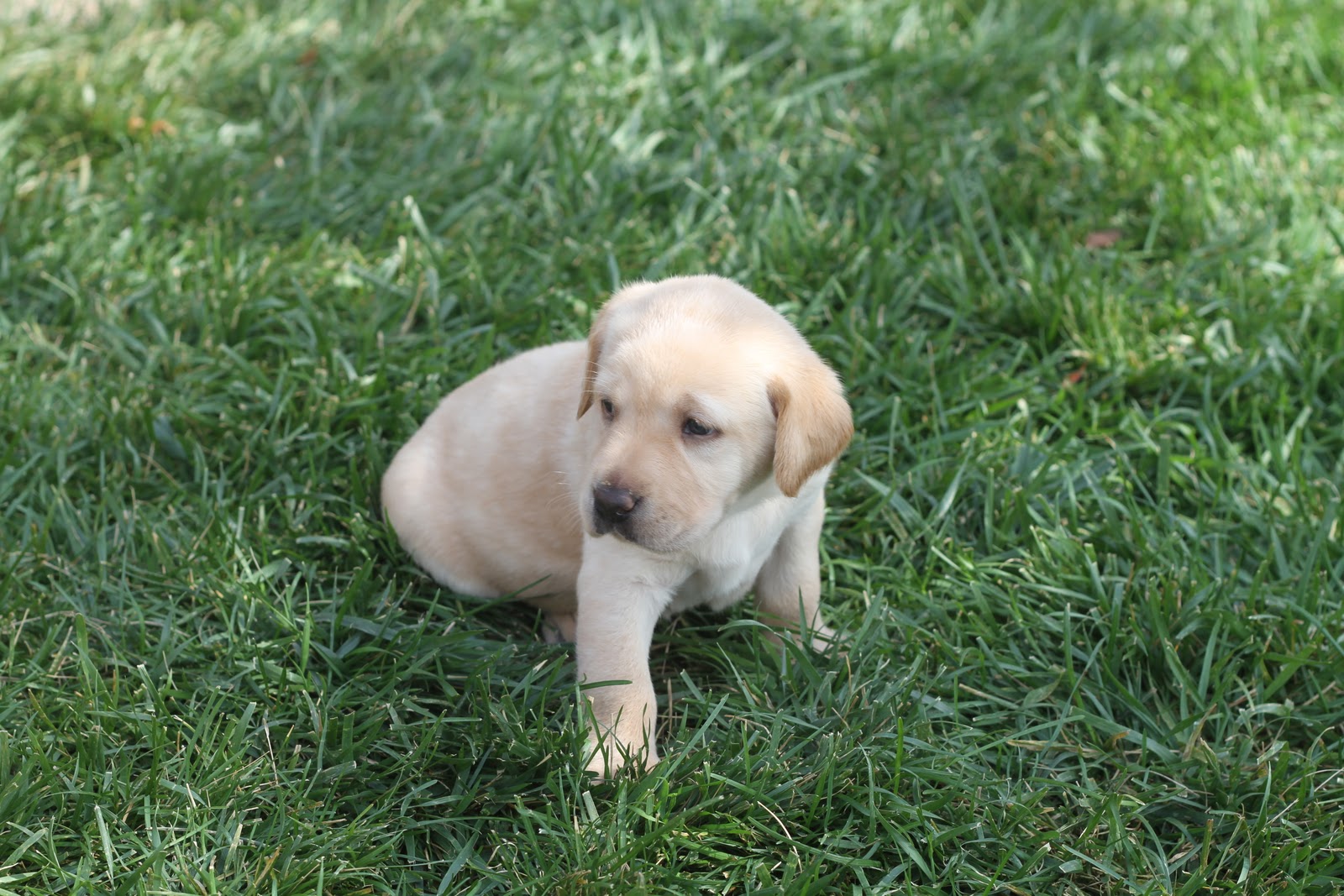The Shupeville Zoo: Four week old pictures