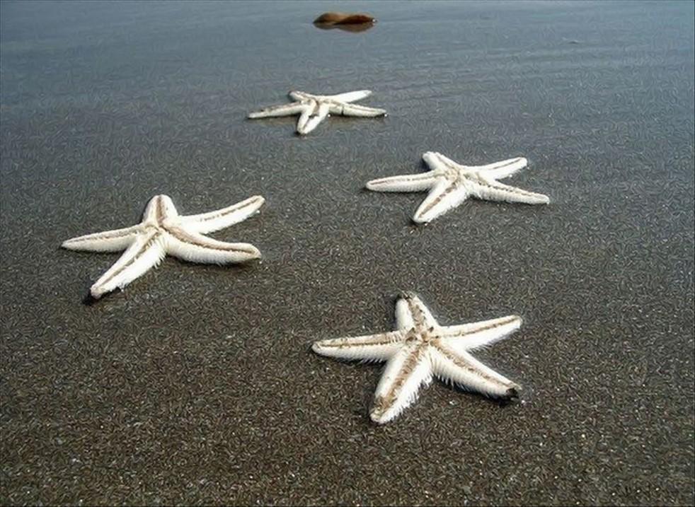 Events and Gossips: Photos of beautiful, fabulous sea stars