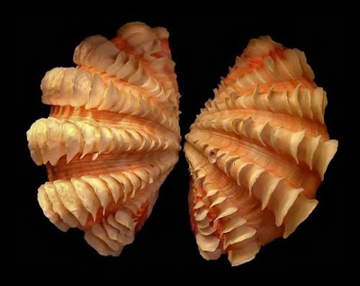 Events and Gossips: Collection of very strange shells