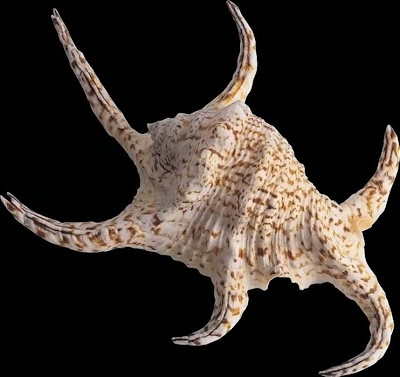 Events and Gossips: Collection of very strange shells