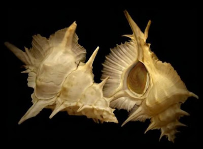 Events and Gossips: Collection of very strange shells