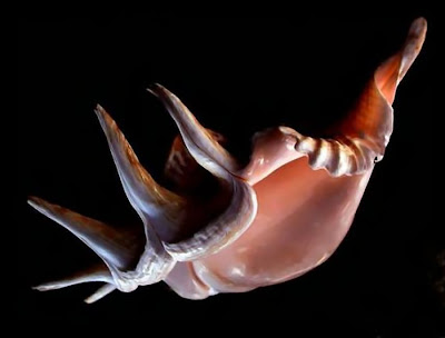 Events and Gossips: Collection of very strange shells