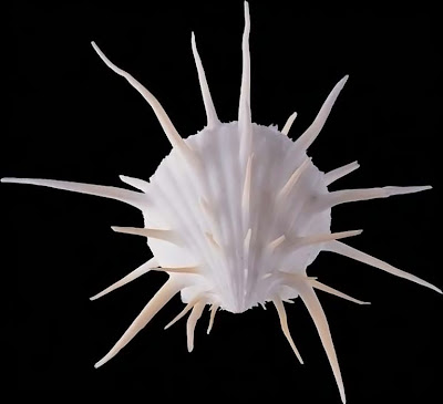 Events and Gossips: Collection of very strange shells