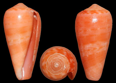 Histoires d'eau: Conus chiapponorum & solangeae