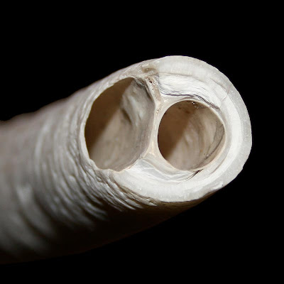 Histoires d'eau: Une histoire de Kuphus