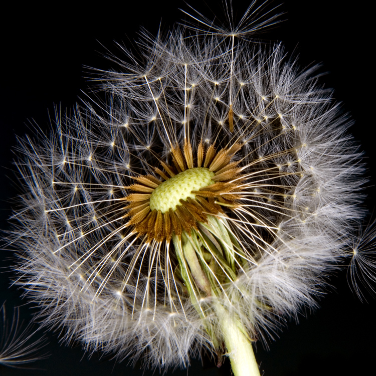 Digital Imaging: Macro Examples