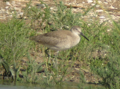 Western Willet vs. Eastern Willet