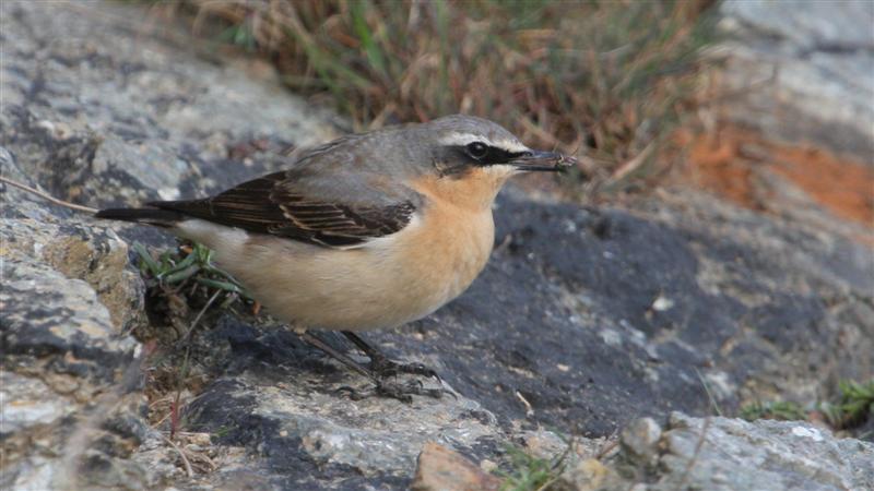 Bardsey's Wildlife: May 2010