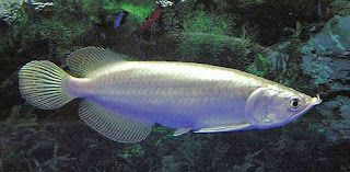 Beautiful Fishes in All around the World: Most Expensive Aquarium Fish ...