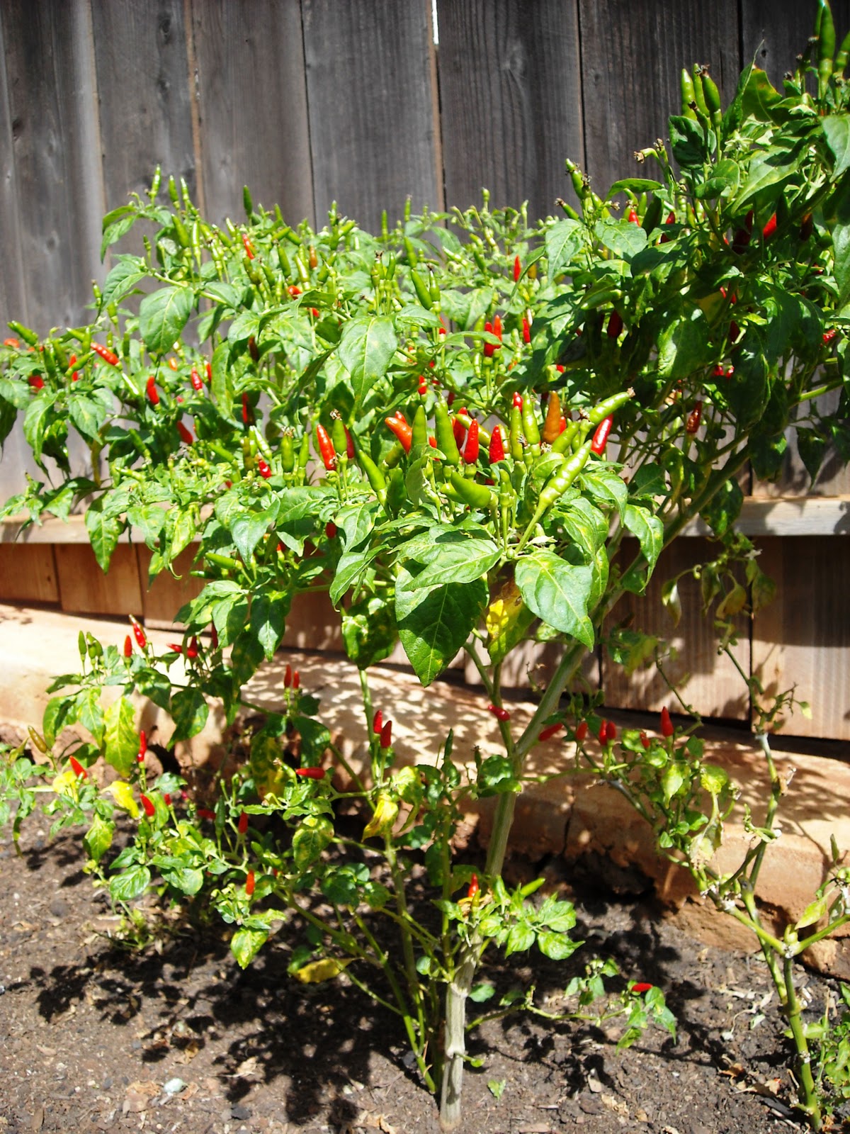 In the Pacific we have Peppers