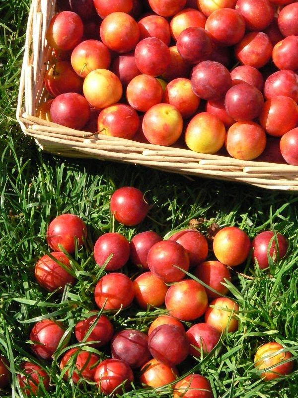 Corcoduse rosii, 3 in 1