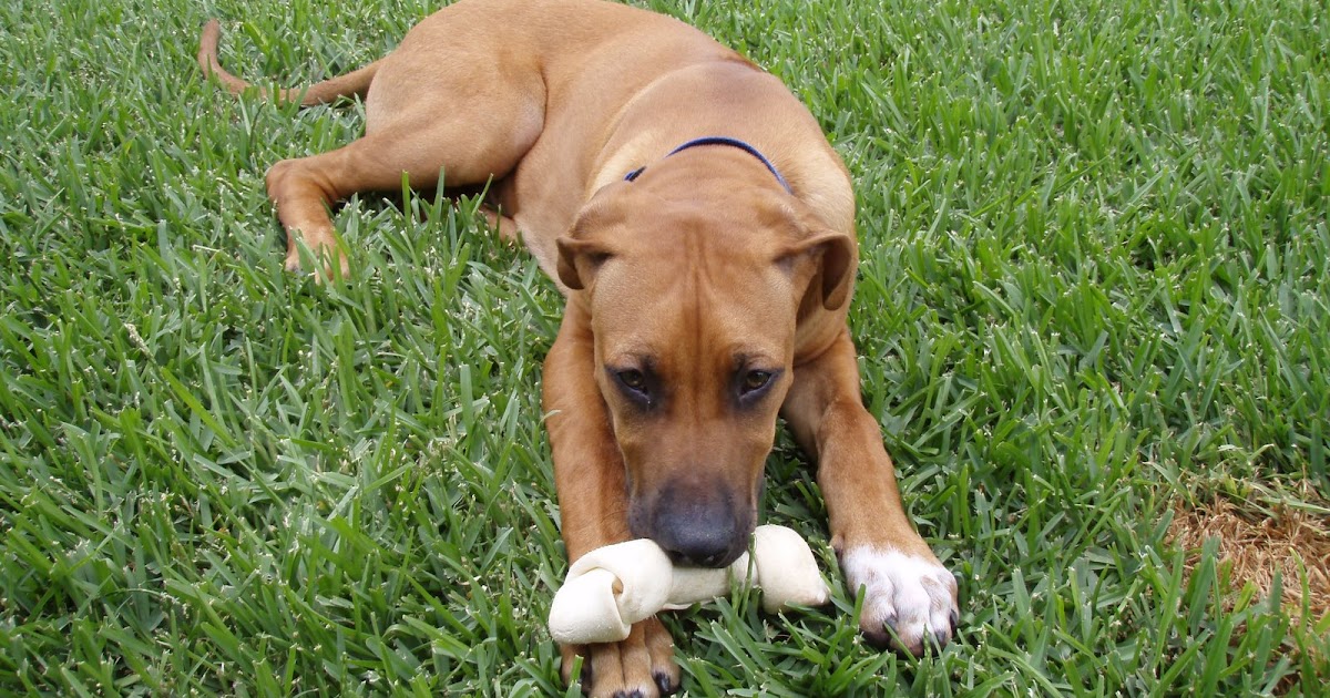 Adventures of Jaden the Rhodesian Ridgeback: Jaden's webbed feet work