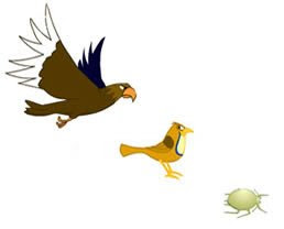 Ecology: Why are short food chains better?