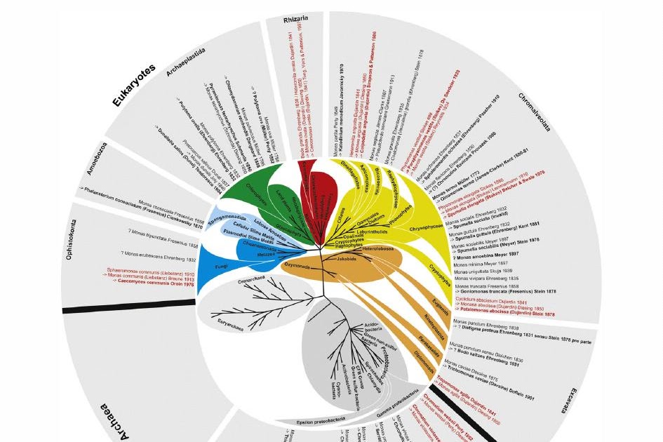 Catalogue of Organisms: Naming the Monad
