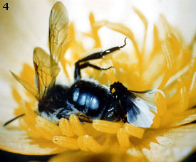 Catalogue of Organisms: A Queenage of Strepsiptera