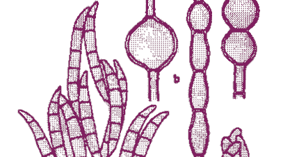 Catalogue of Organisms: Reference Review: The Trials of Anamorphic Taxa