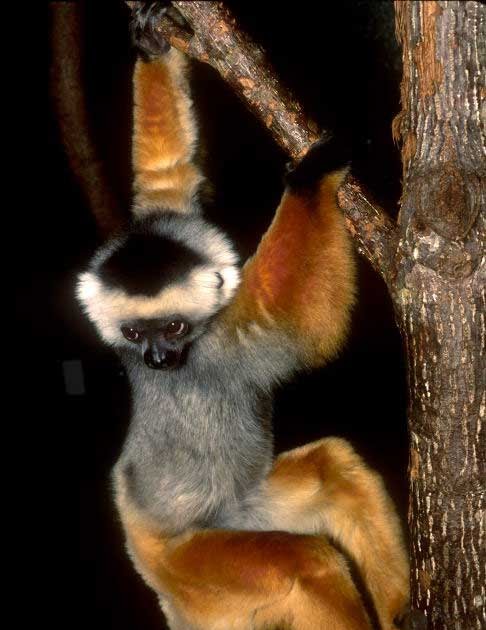 Catalogue of Organisms: There He Goes! (Taxon of the Week: Indriidae)