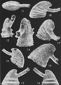 Catalogue of Organisms: Name the Bug: Yochelcionella daleki