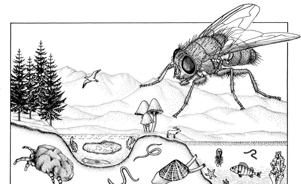 Catalogue of Organisms: The Species-Scape Picture