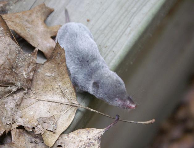 Catalogue of Organisms: Meet the Shrews (Taxon of the Week: Soricidae)