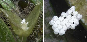 Catalogue of Organisms: Flowers in the Water (Taxon of the Week ...