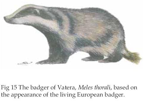 Catalogue of Organisms: How the Badger Became (Taxon of the Week: Meles ...
