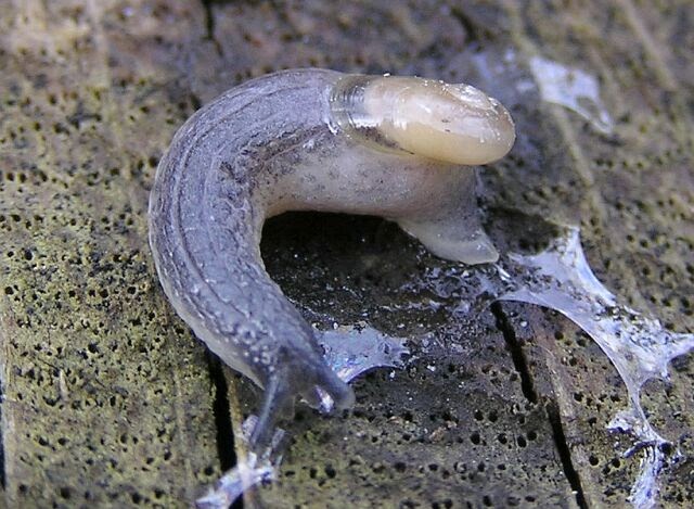 Catalogue of Organisms: Wild Slug Chases (Taxon of the Week ...