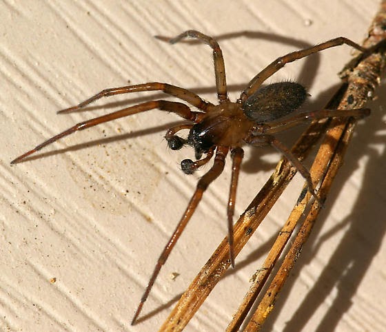 Catalogue of Organisms: Taxon of the Week: Amphinectidae