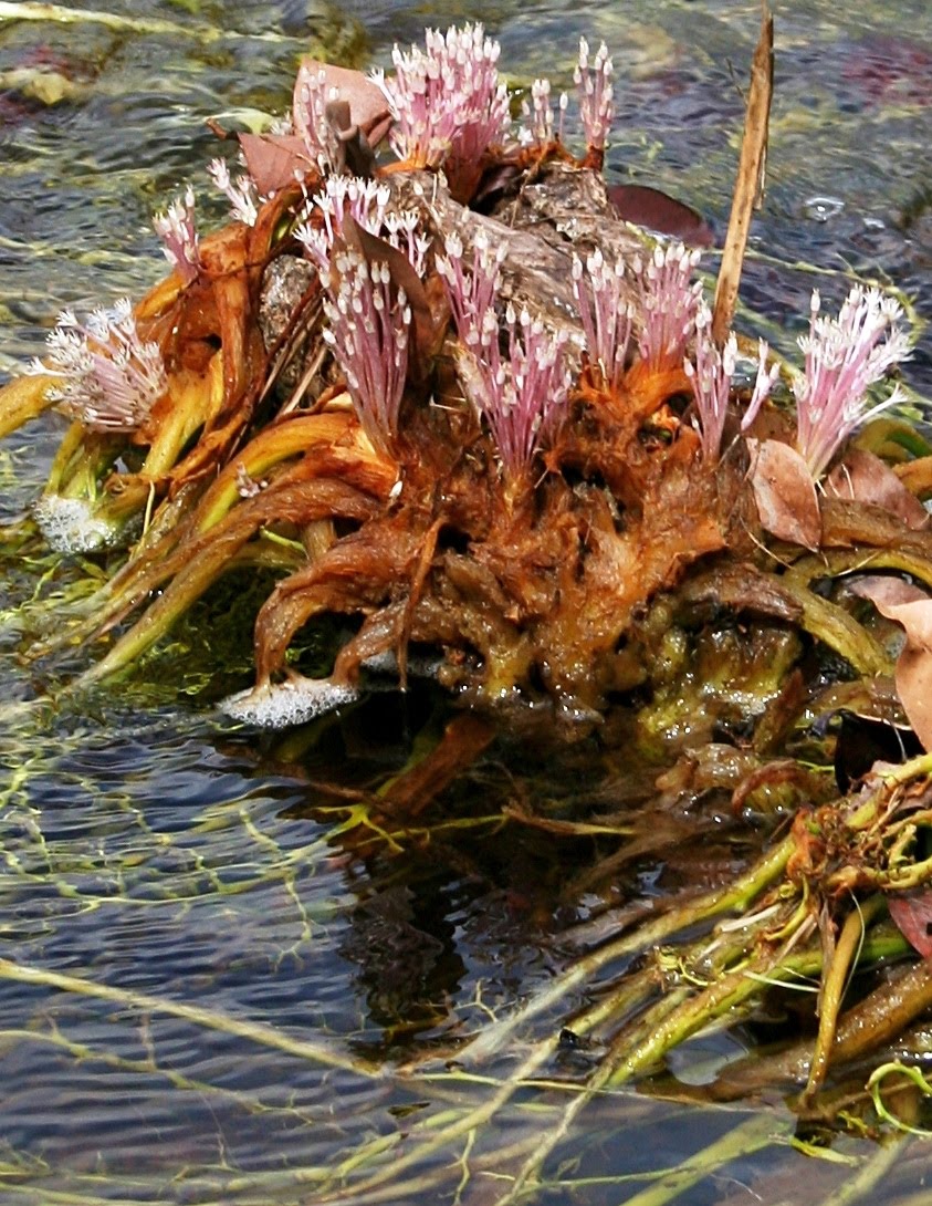 Catalogue of Organisms: A Simple Stream Life