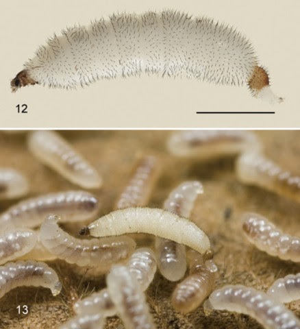 Catalogue of Organisms: Freak of the Week: Wingless, Legless Flies