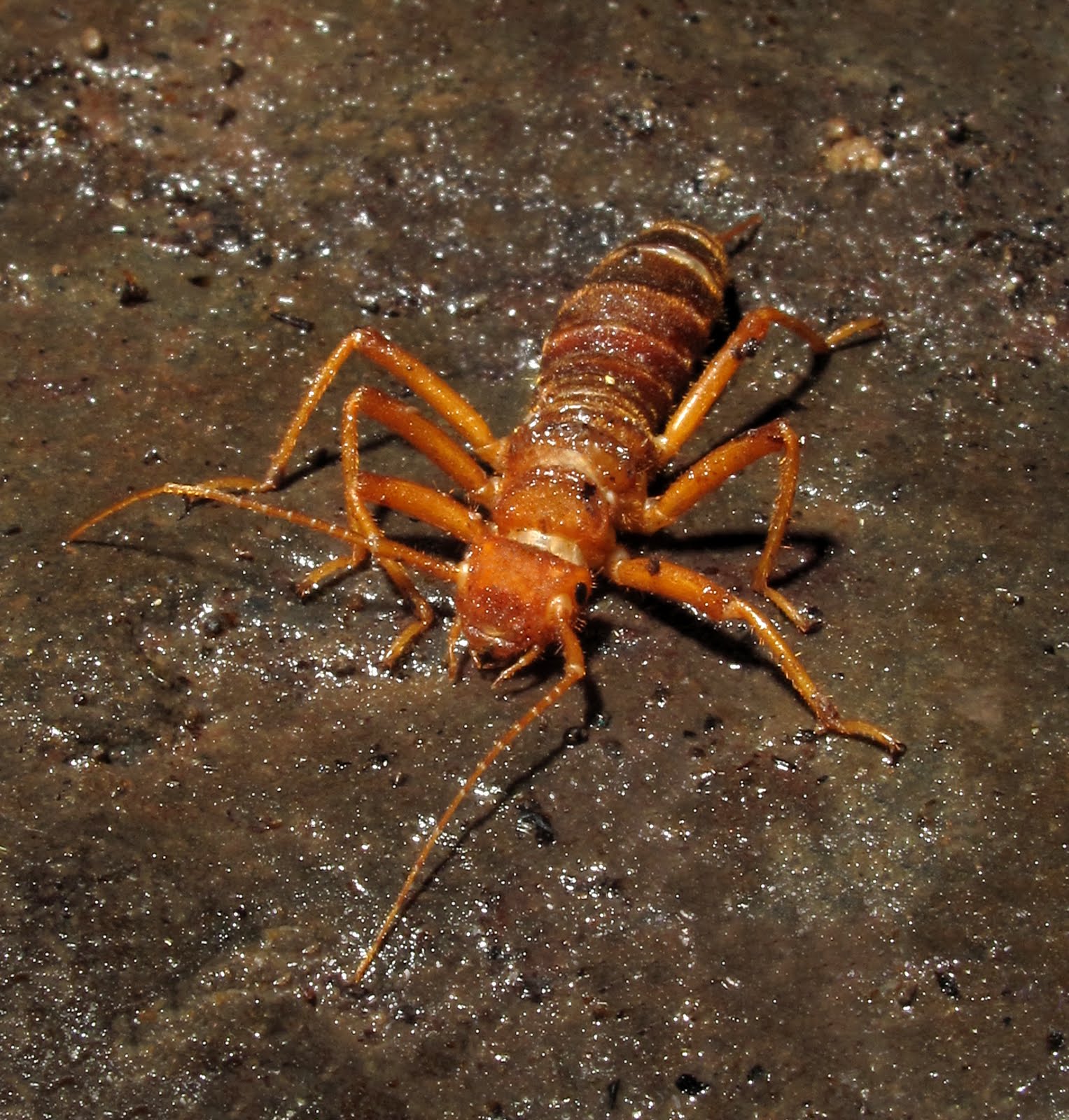 Catalogue of Organisms: Wigs and Wings and Other Things