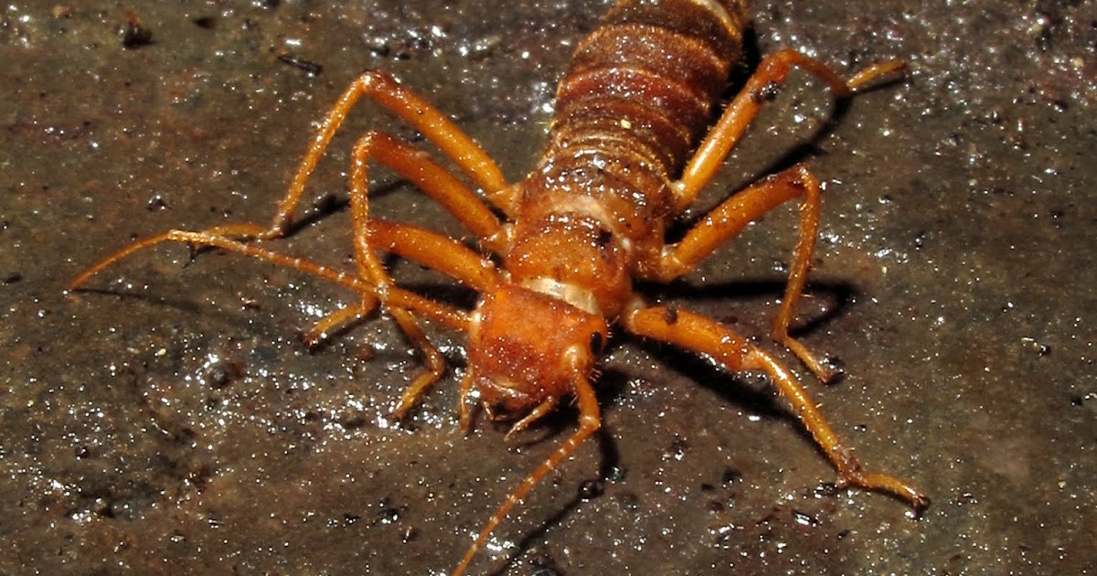 Catalogue of Organisms: Wigs and Wings and Other Things