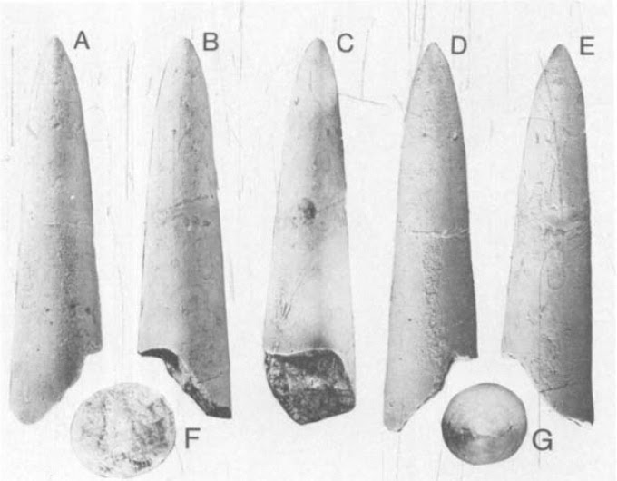 Variety of Life: Hyolitha