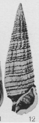 Variety of Life: Clava