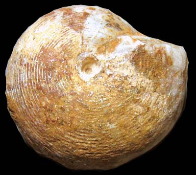 Variety of Life: Ammonoidea