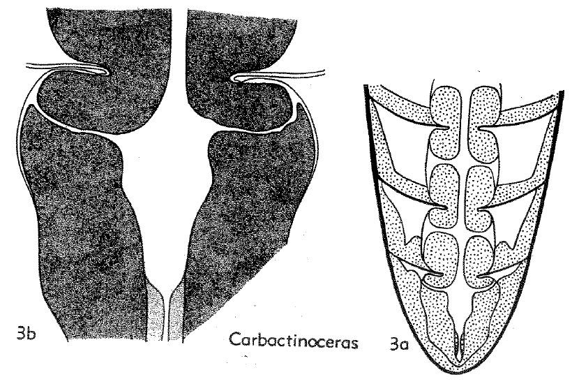 Variety of Life: Ormoceratidae