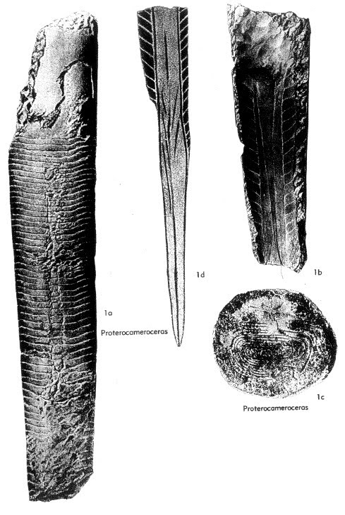 Variety of Life: Proterocameroceratidae