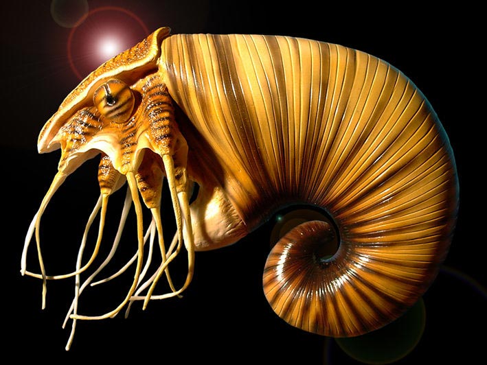 Variety of Life: Cyrtogomphoceratidae