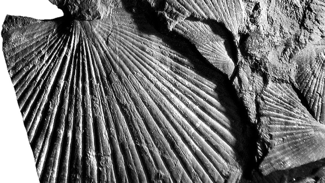 Catalogue of Organisms: Triassic, Glorious Triassic