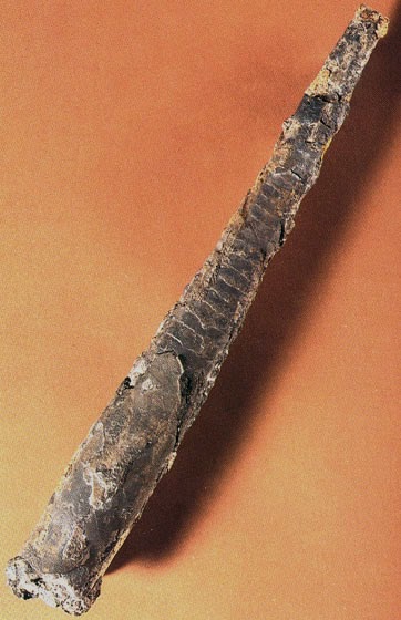 Variety of Life: Orthoceras