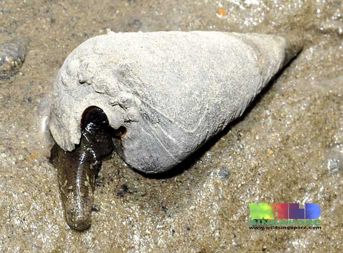 Variety of Life: January 2011