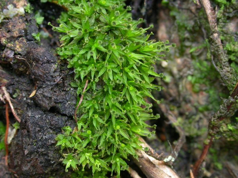 Variety of Life: Calymperaceae