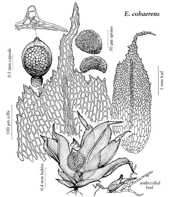 Variety of Life: Ephemeraceae