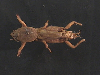 ENTOMOLOGIA: Ortópteros