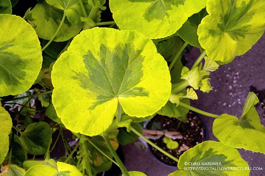 Digital Flower Pictures.com: Crystal Palace Gem Zonal Geranium