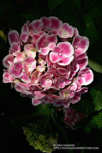 Digital Flower Pictures.com: Harlequin Bigleaf Hydrangea