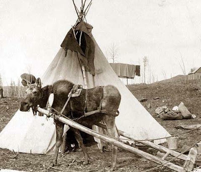 Every Picture Tells A Story: Moose