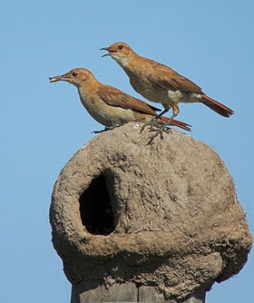 Linde 5 - otro enfoque: El hornero, un pájaro que junto a su pareja ...