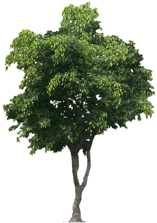 Tropical Plant Pictures: Ficus Benjamina (Weeping Fig)